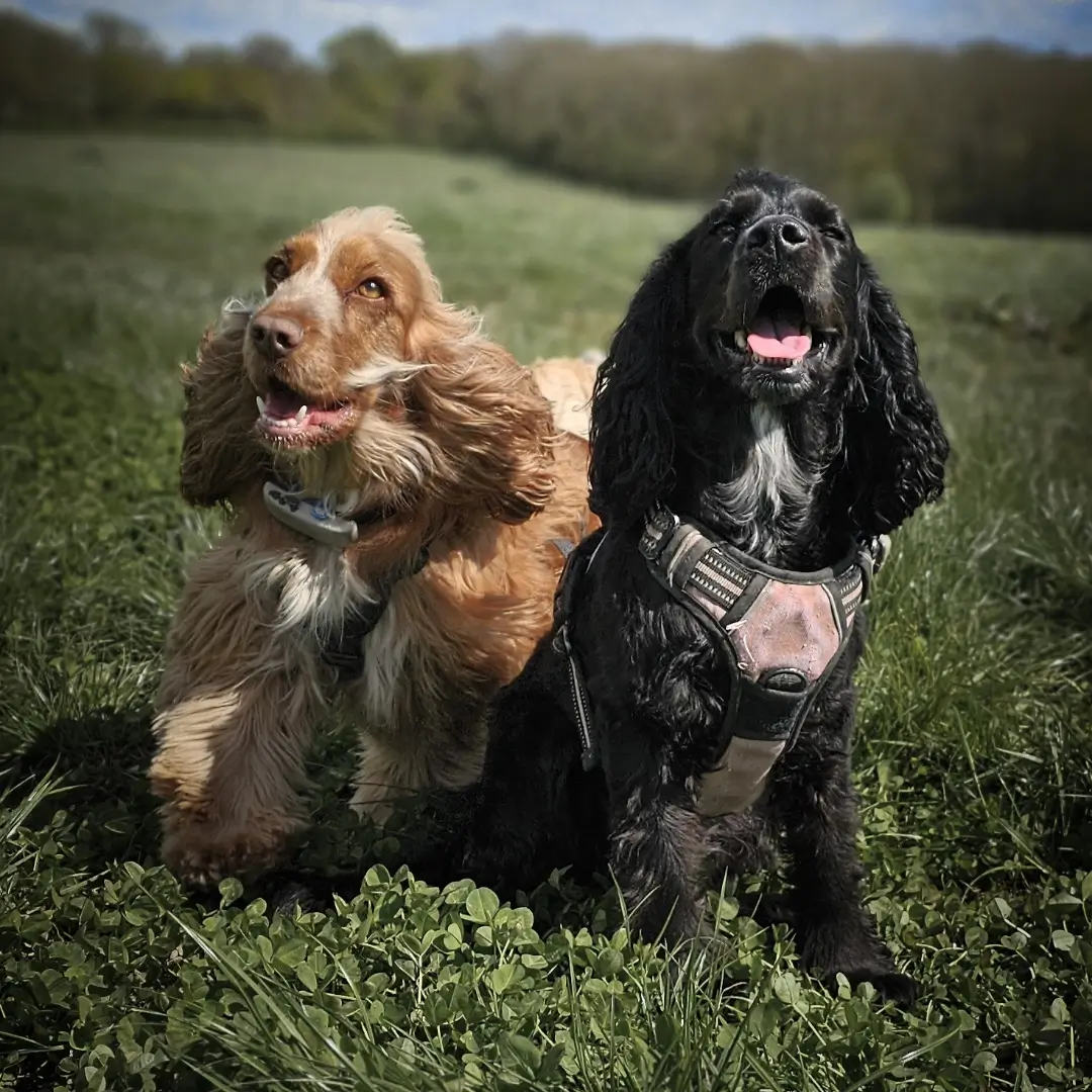 Spaniels - Small Paws Outdoors