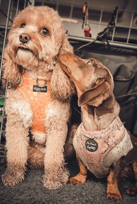 Small Paws Outdoors | Southampton Dog Walker Extraordinaire